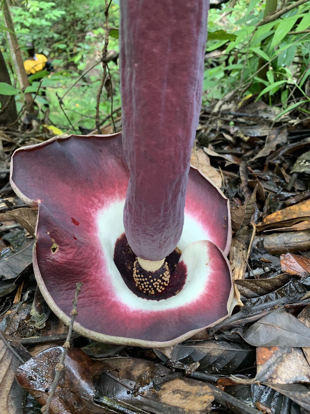 iWrite: Igbaras’ extremely rare floral gem